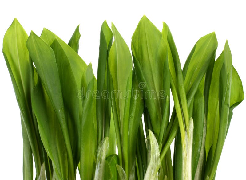Spring collage stock photo. Image of design, season, foliage - 7850576