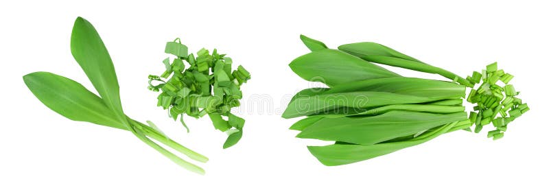 Ramson Bunch Vegetable Isolated on White Background with Full Depth of ...