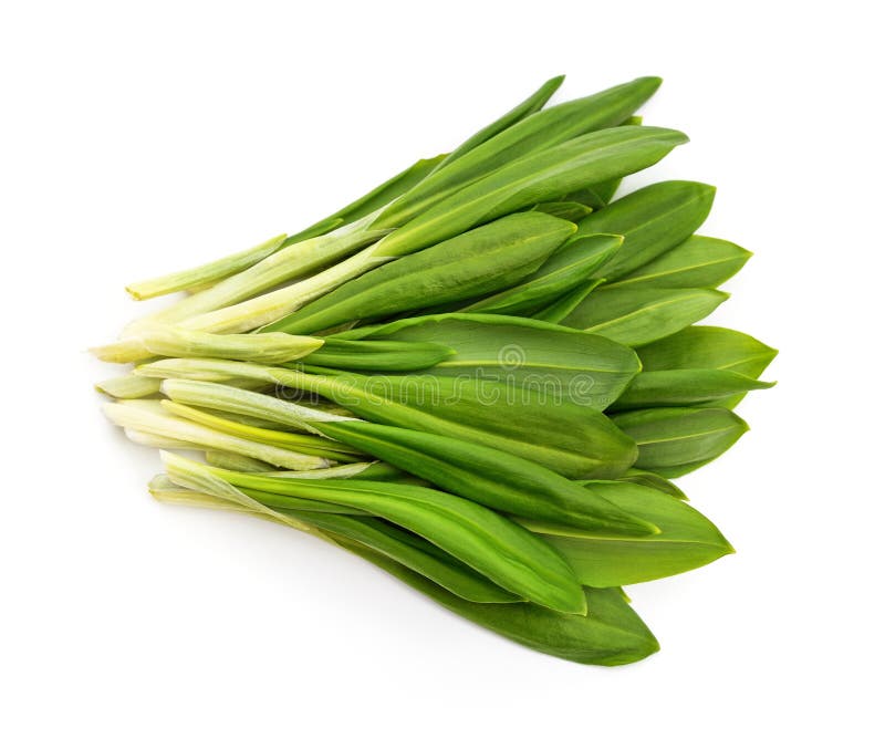 Ramson fresh leaves stock photo. Image of green, forest - 217448102