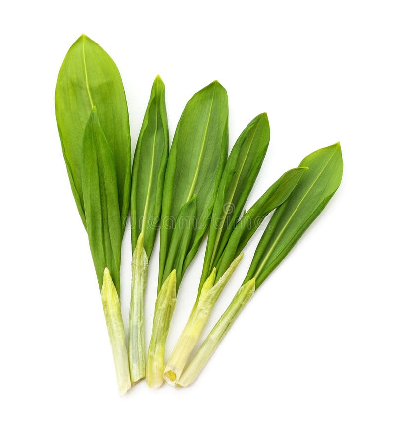 Ramson fresh leaves stock photo. Image of green, forest - 217448102