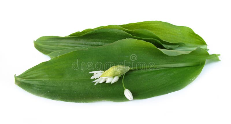 Ramson leaves and flower stock photo. Image of food, chives - 10431084