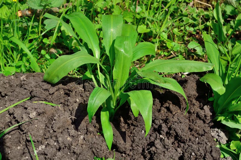 Ramson or Wild Garlic (lat. Allium Ursinum) Stock Image - Image of ...