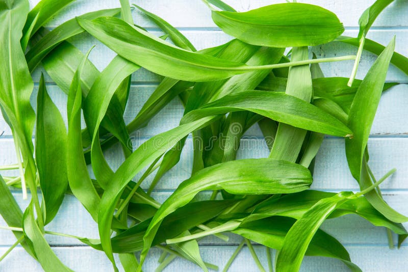 Ramson or Wild Garlic Leaves Stock Image - Image of culinary, leek ...