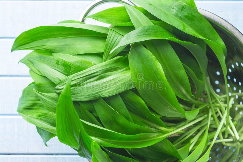 Ramson or Wild Garlic Leaves Stock Photo - Image of plant, leaf: 92024886