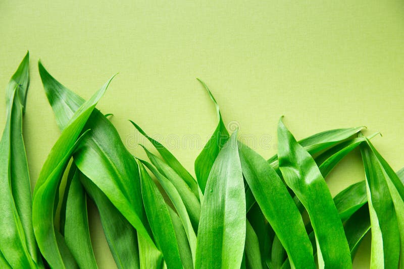 Ramson or Wild Garlic Leaves Stock Image - Image of seasoning, bunch ...
