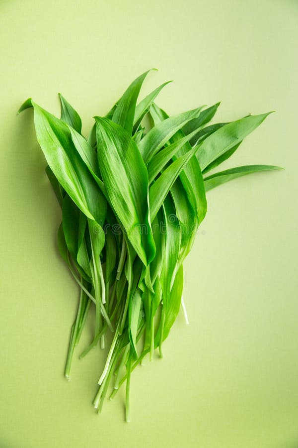 Ramson or Wild Garlic Leaves Stock Image - Image of garlic, natural ...