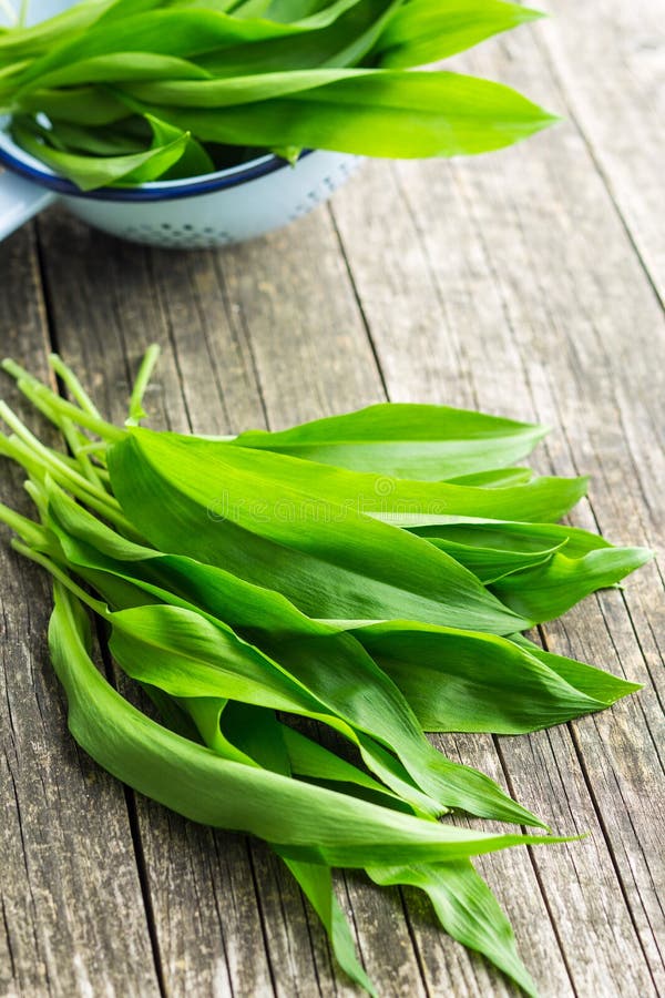 Ramson or Wild Garlic Leaves Stock Photo - Image of plant, leaf: 92024886