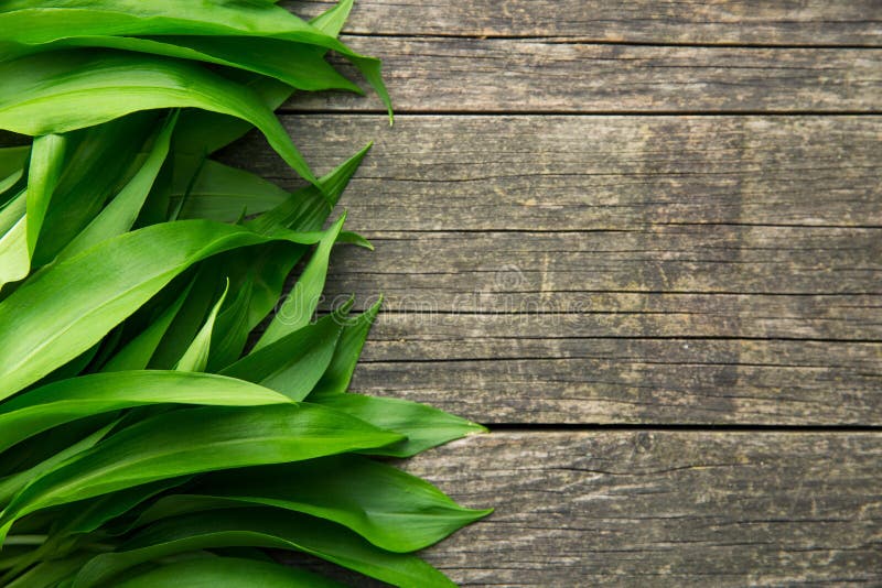 Ramson or Wild Garlic Leaves Stock Photo - Image of food, seasoning ...