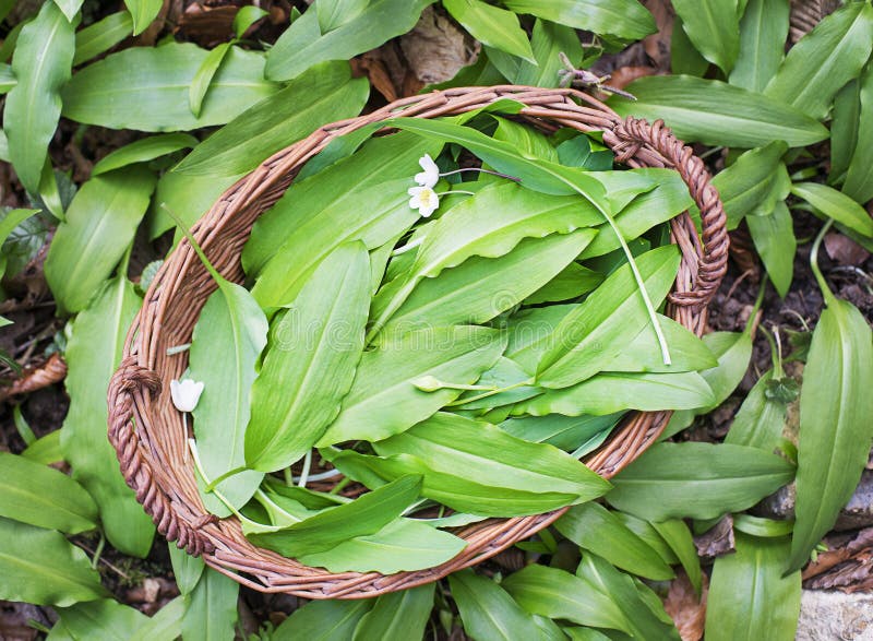 Ramson Wild Garlic Leaves in Forest Stock Image - Image of spring ...