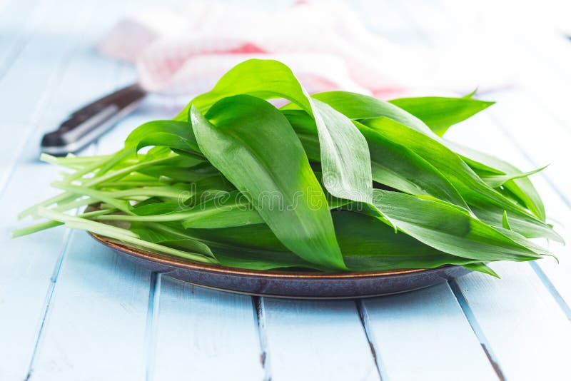 Ramson or Wild Garlic Leaves Stock Photo - Image of leek, freshness ...