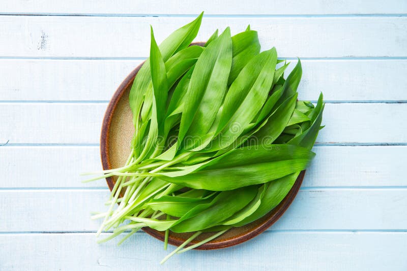 Ramson or Wild Garlic Leaves Stock Image - Image of aromatic, salad ...