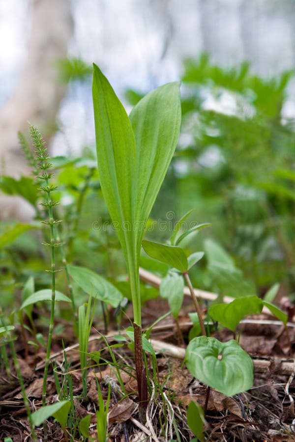 Wild Ramson for Vegetarians Stock Photo - Image of green, buckrams ...