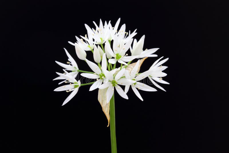Ramsons stock photo. Image of ursinum, black, ramsons - 14081092