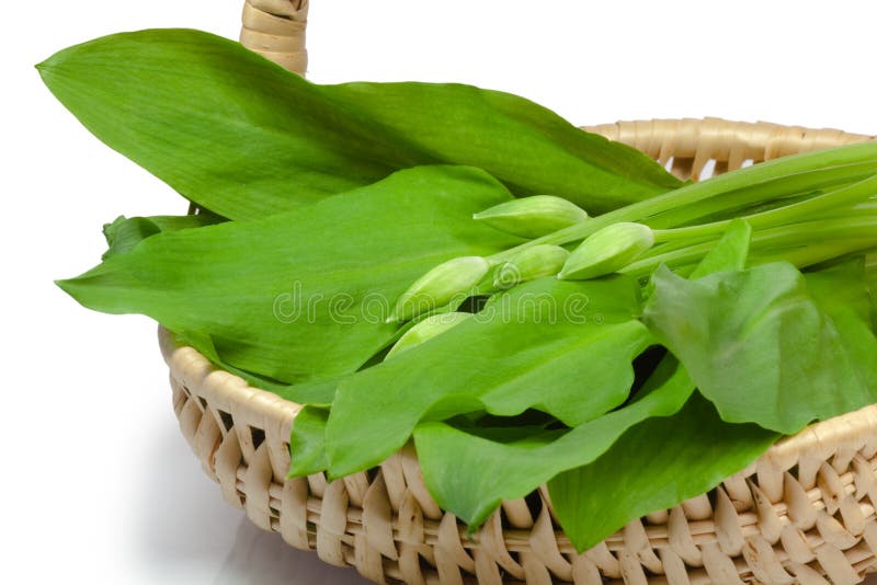 Ramsons stock photo. Image of healthy, spice, ingredient - 30614296