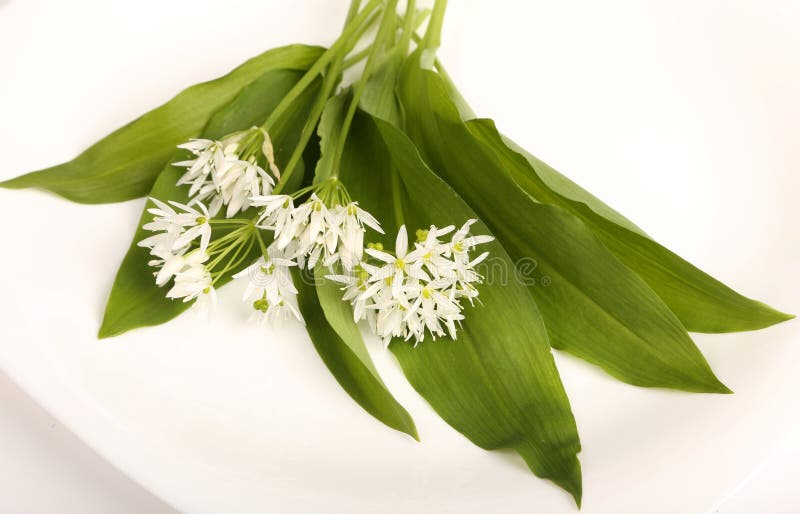 Ramsons. stock image. Image of ramsons, spice, medicine - 108392377