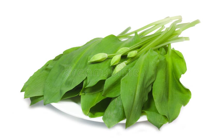 Ramsons (Allium ursinum) stock photo. Image of brown - 10907490