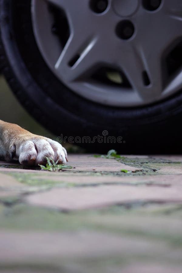 Ran over dog stock photo. Image of fault, carnivore, dead - 38273170