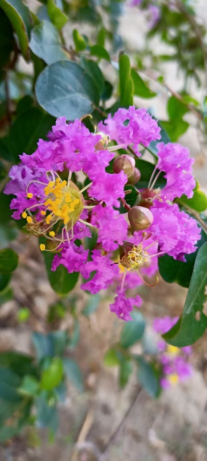 Ran-Pro Purple Crapemyrtle stock image. Image of myrtle - 269599117
