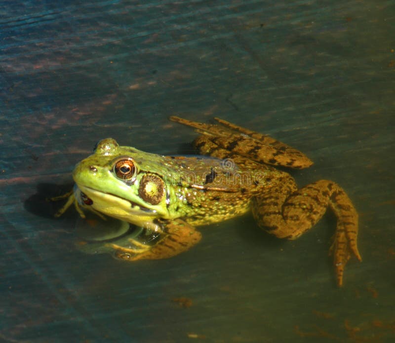 Rana 1 imagen de archivo. Imagen de rana, piernas, trasero - 136743