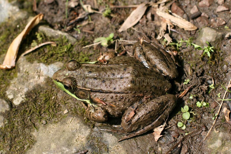 Sapo feo foto de archivo. Imagen de macro, primer, ambiente - 116315692