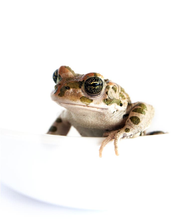 Rana imagen de archivo. Imagen de croar, cubo, reptil - 17034991