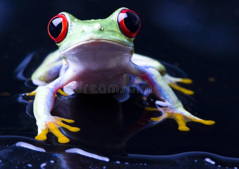 Rana imagen de archivo. Imagen de lluvia, grande, colores - 2168797