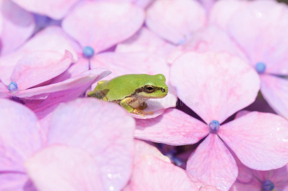 Rana foto de archivo. Imagen de anfibio, rana, rosa, flor - 26746768