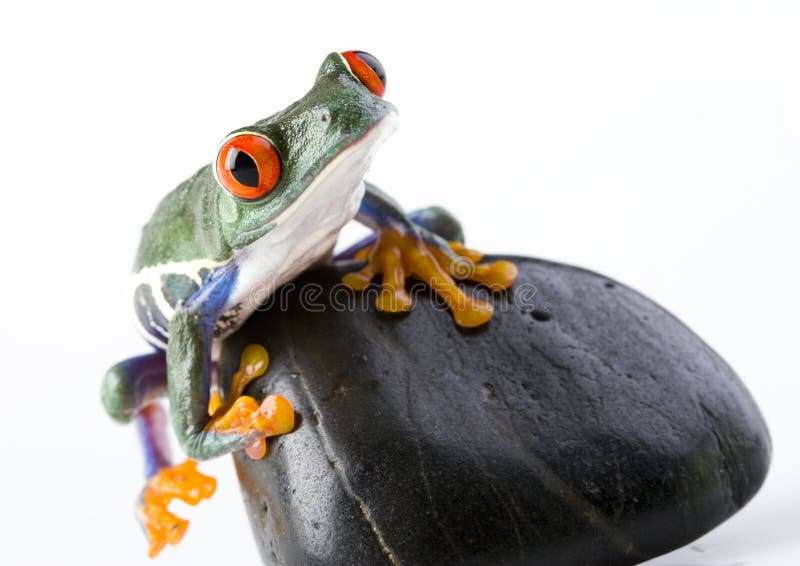Rana fotografia stock. Immagine di gonfiamento, foglio - 2927318
