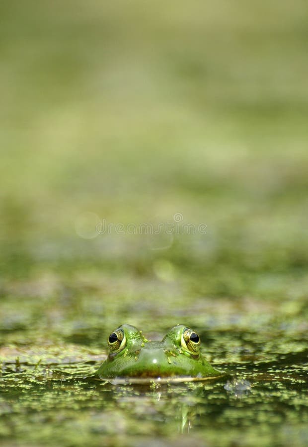 Rana foto de archivo. Imagen de ranas, rana, primer, plantas - 3010984