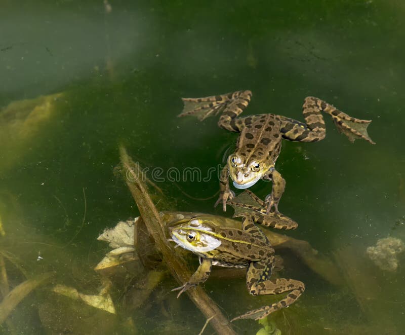 Rana foto de archivo. Imagen de animal, lago, fauna, charca - 30557232