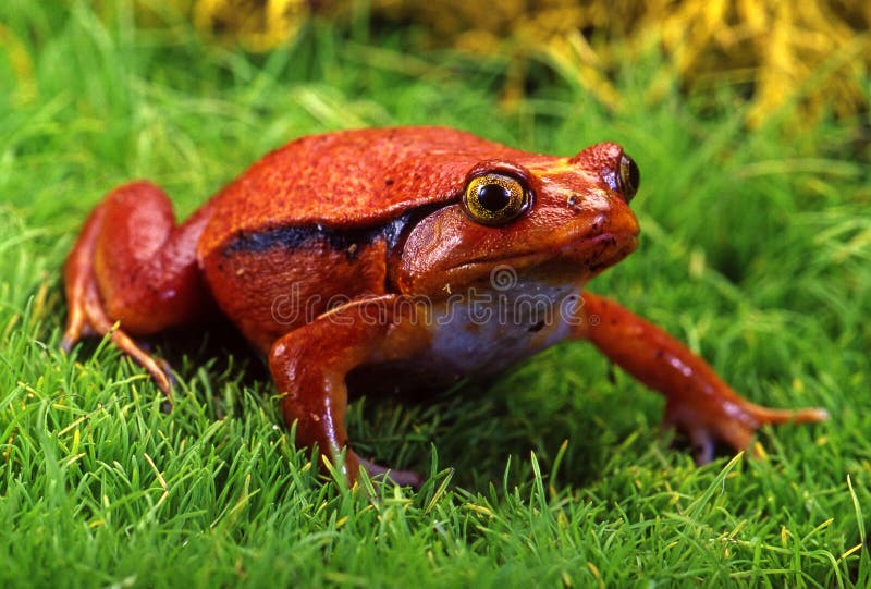 Rana. immagine stock. Immagine di anfibio, ritratto, erba - 39267721