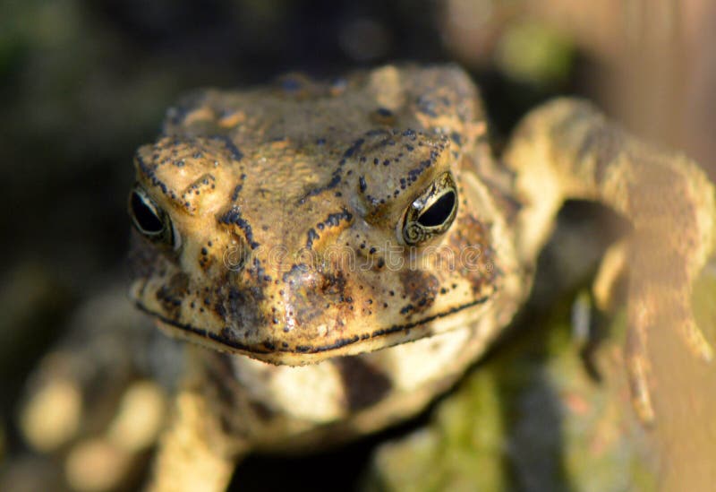 Sapos Verdes Fotos de stock - Fotos libres de regalías de Dreamstime