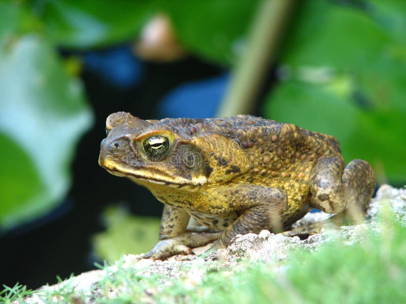 Rana foto de archivo. Imagen de jardines, camuflaje, freshwater - 510266