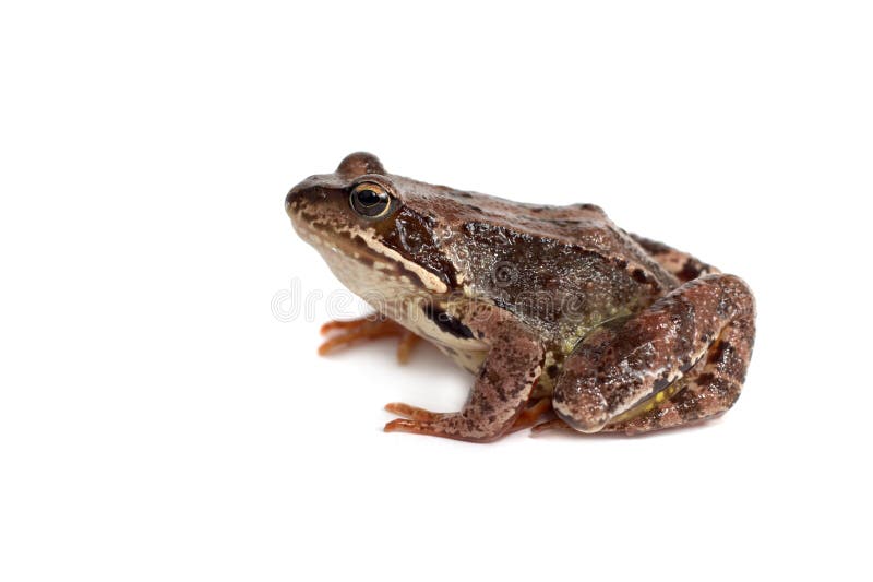 Un Extraño Sapo De Surinam Sobre Fondo Blanco Imagen de archivo ...