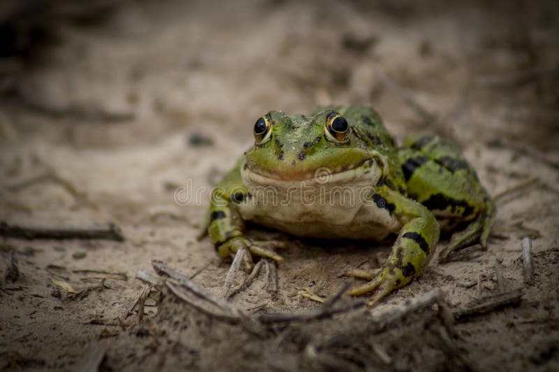 Rana imagen de archivo. Imagen de orden, larvas, amplio - 56766031