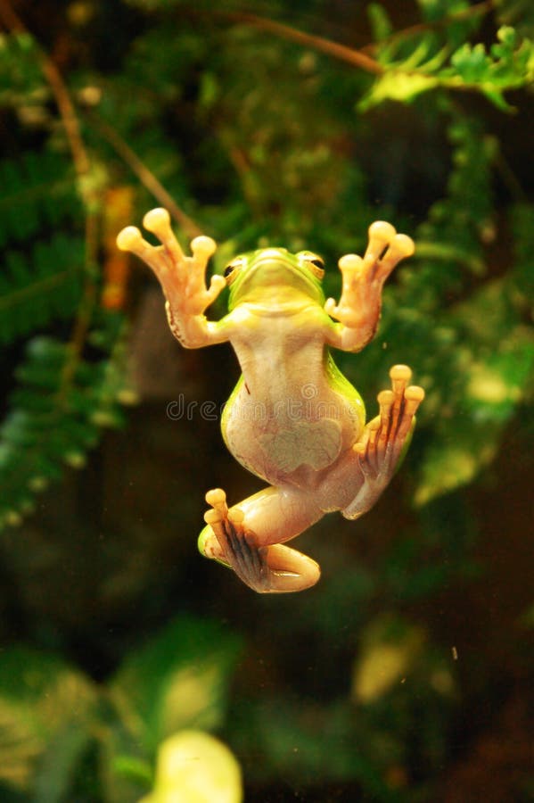 Rana fotografia stock. Immagine di animali, piante, luminoso - 80730420