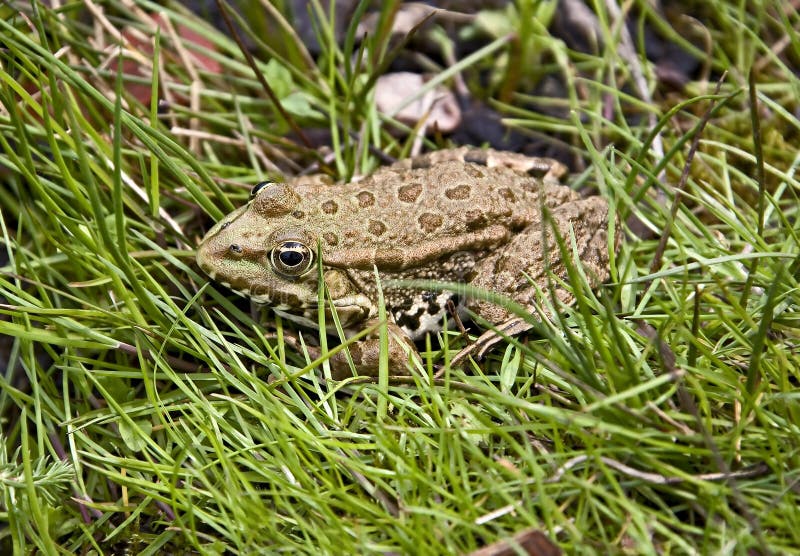 Rana 9 imagen de archivo. Imagen de cubo, agua, mojado - 5613323