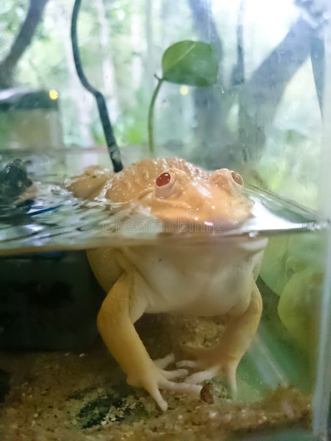Rana amarilla en acuario foto de archivo. Imagen de vida - 117355446