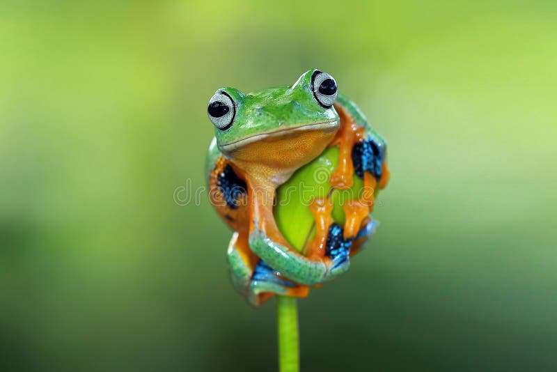 La rana salta (2) imagen de archivo. Imagen de salta, rana - 8406961
