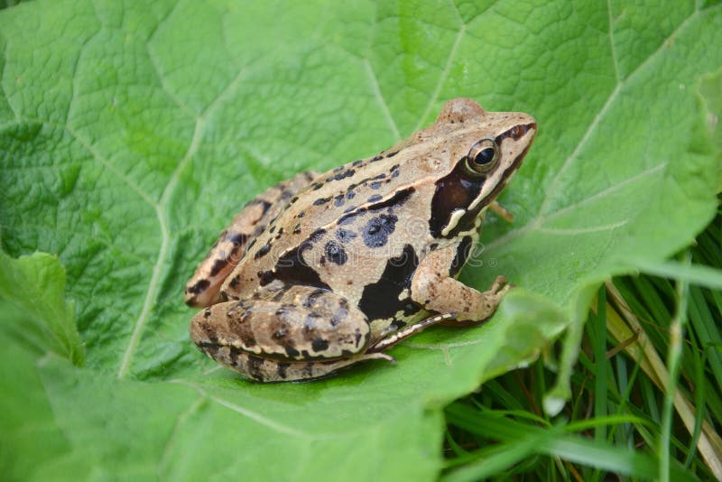 Rana arvalis, in the zoo stock image. Image of water - 183848187