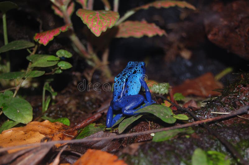 Rana azul foto de archivo. Imagen de bosque, azul, animales - 7258524