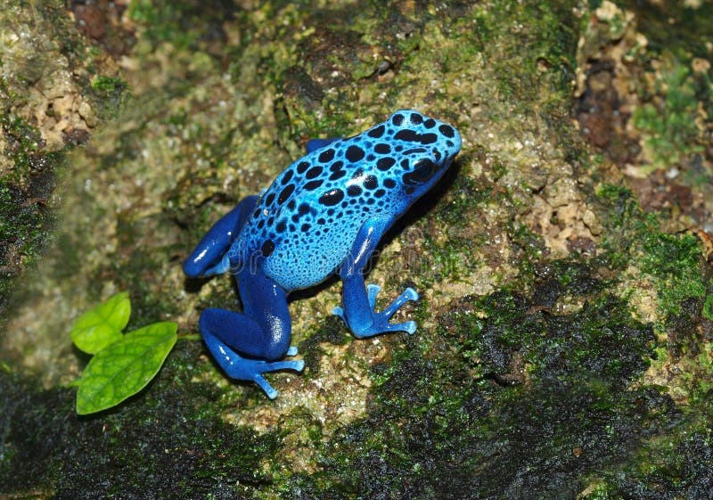 Rana Azul De La Flecha Del Veneno - Rana Azul Del Dardo Del Veneno ...