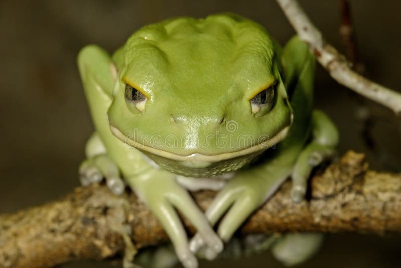 Rana cerosa del mono foto de archivo. Imagen de mono, rana - 4559616
