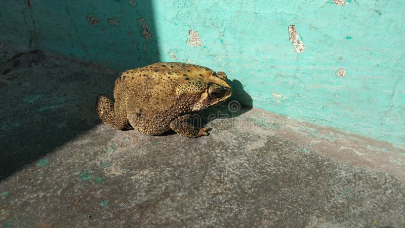 Rana che salta in casa fotografia stock. Immagine di domestico - 197804906