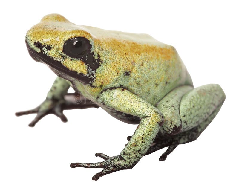 Rana Colombia del veneno imagen de archivo. Imagen de retrato - 41278859