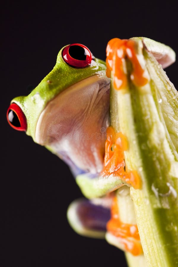 Rana colorida imagen de archivo. Imagen de reptil, rana - 9824101