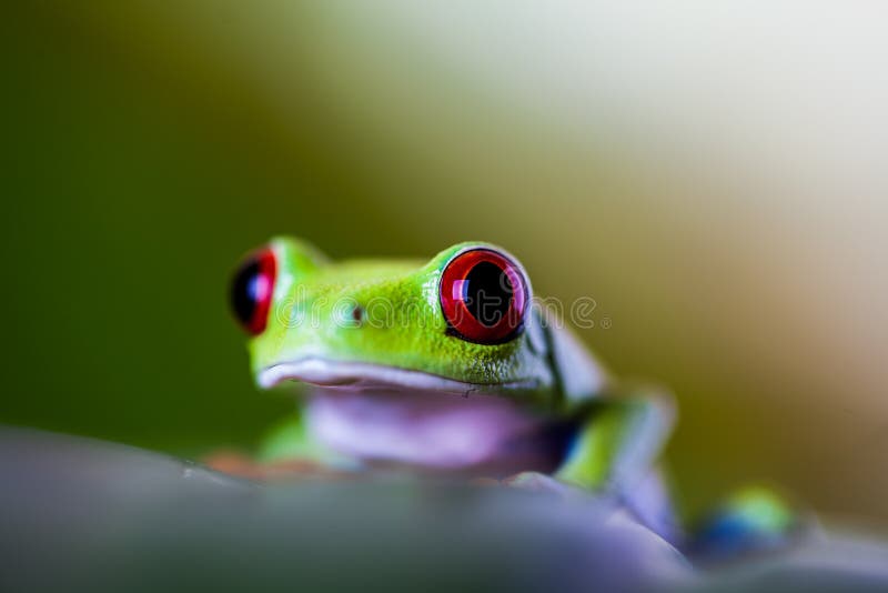 Rana colorida hermosa imagen de archivo. Imagen de rojo - 37534293