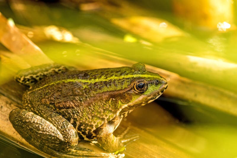 Rana Común Del Agua En Una Charca Foto de archivo - Imagen de ambiente ...