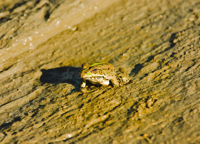 Rana comestible en tierra imagen de archivo. Imagen de fauna - 16285925 Rana comestible en tierra imagen de archivo. Imagen de fauna - 16285925