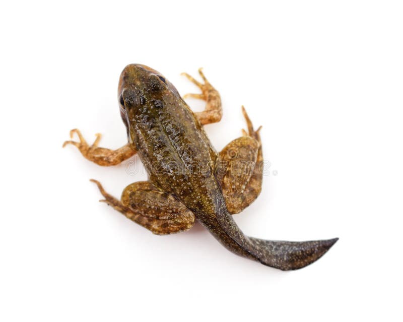 Rana con cola imagen de archivo. Imagen de salto, agua - 226331021